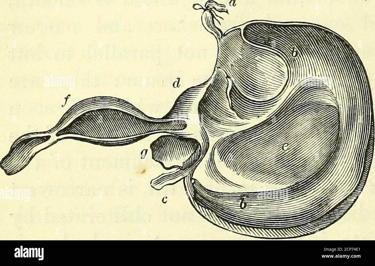 2 toed sloth hi-res stock photography and images - Alamy