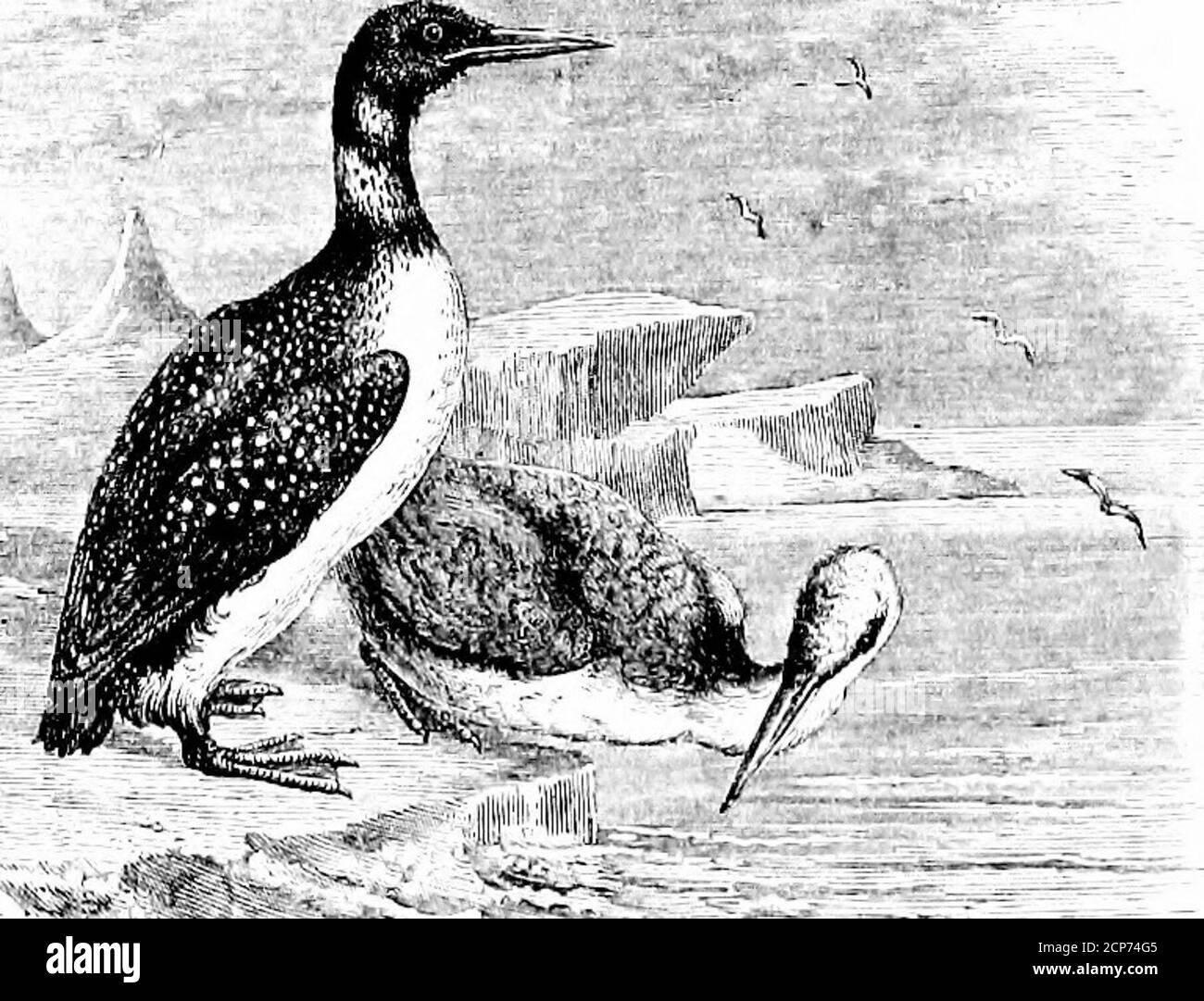 First Birds On Earth Drawing