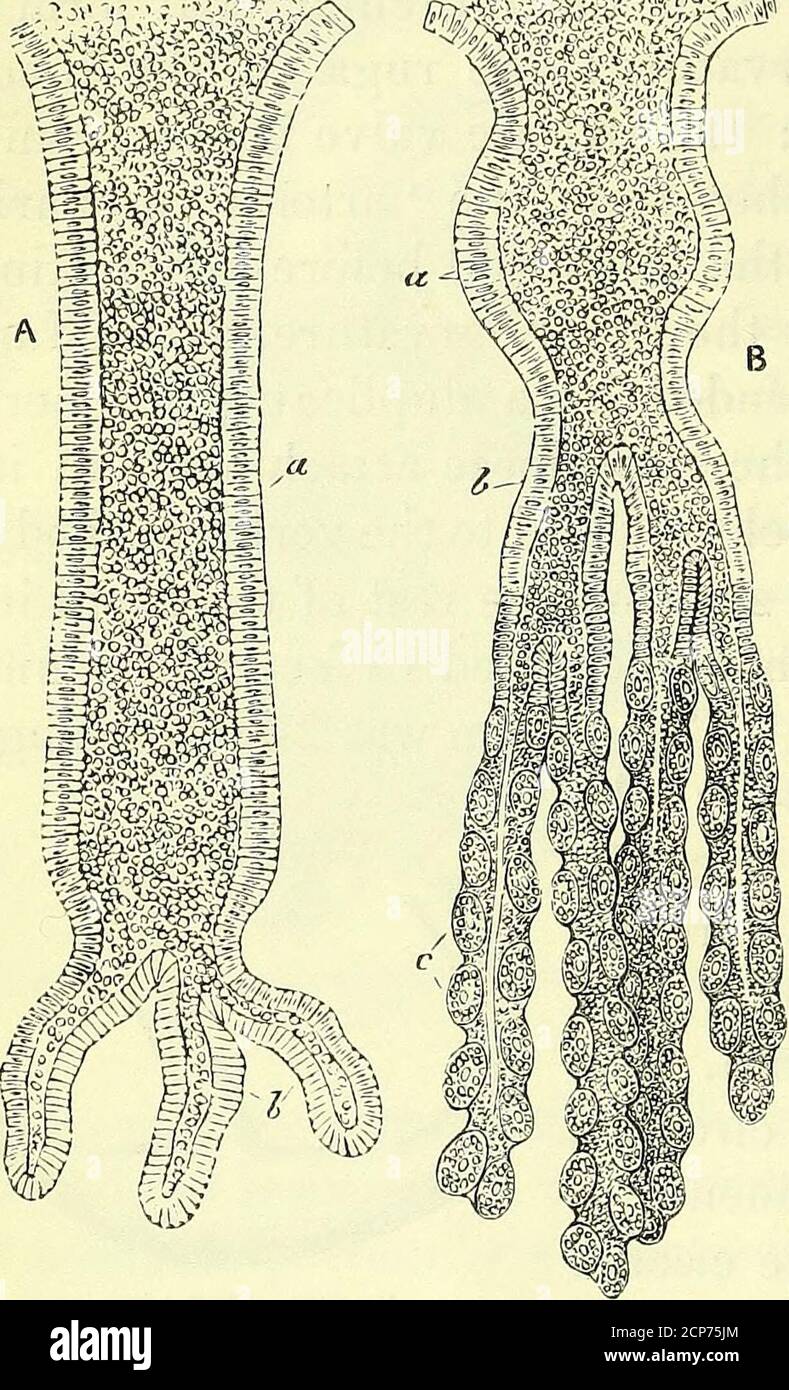. On the anatomy of vertebrates [electronic resource] . 444 ANATOMY OF ...