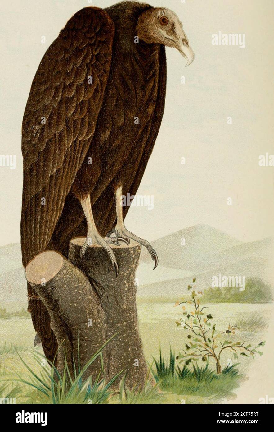 Cowardly cow hi-res stock photography and images - Alamy