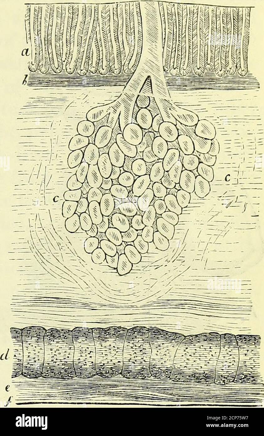 Sigmoid mesocolon hi-res stock photography and images - Alamy