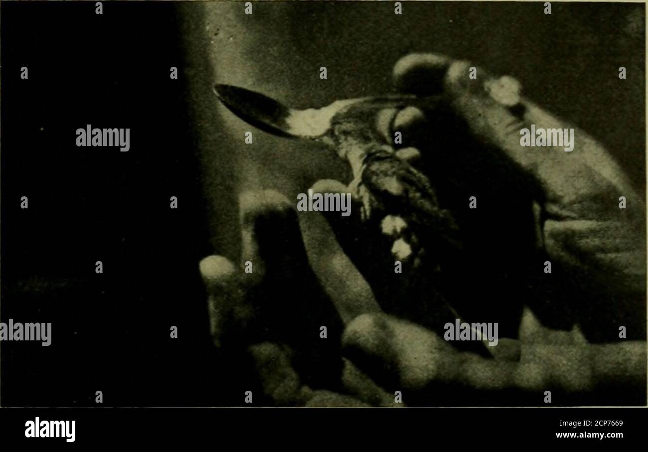 Ruby throated hummingbird eggs hi-res stock photography and images - Alamy