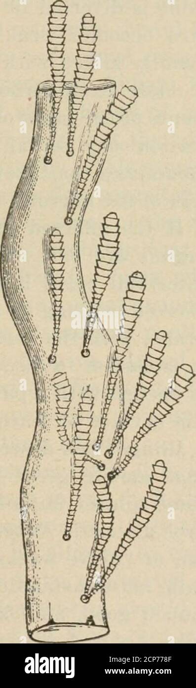 Bladderworm hi-res stock photography and images - Alamy