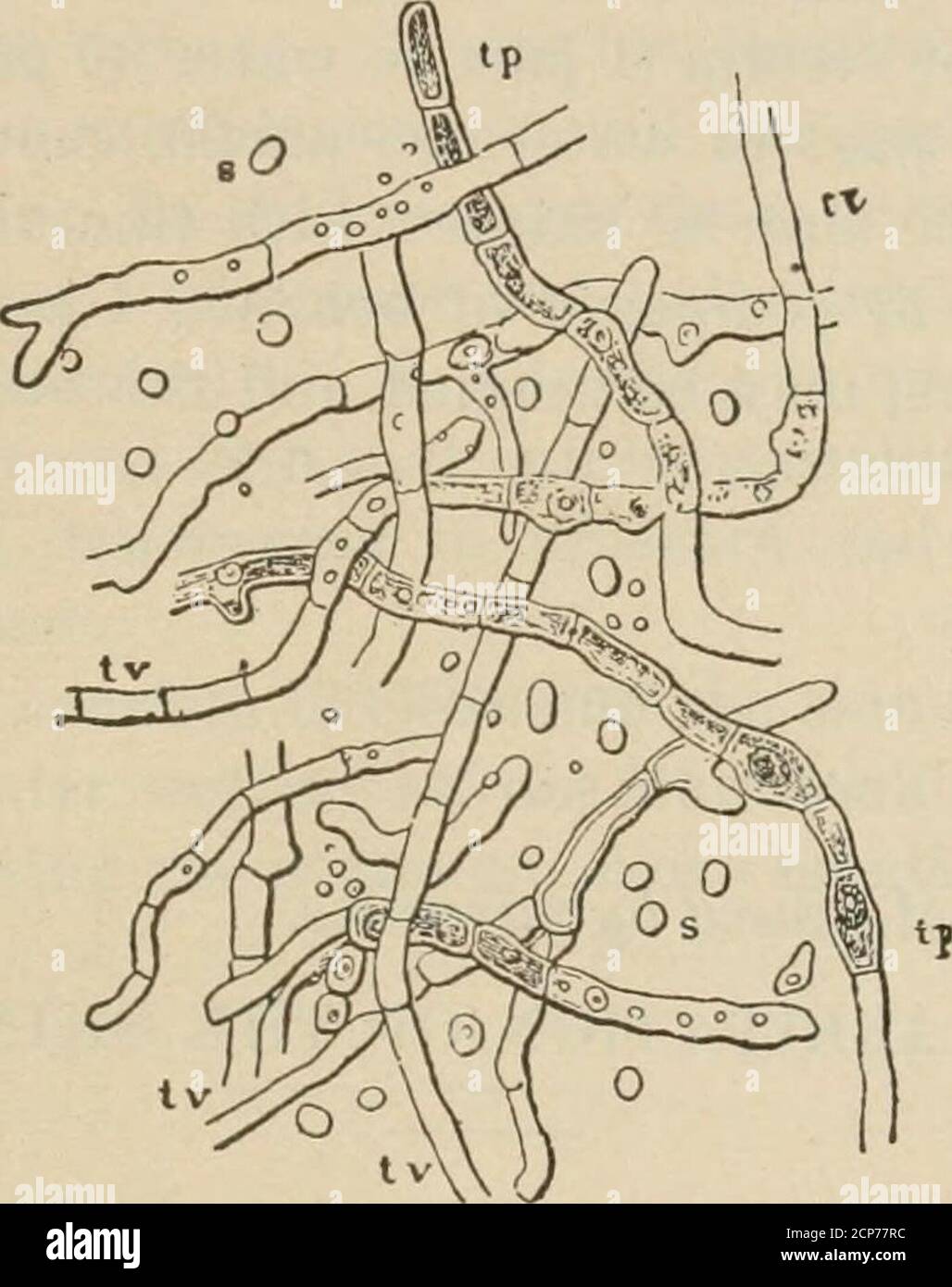 . Diseases and enemies of poultry . Head and Neck of a Fowl ...