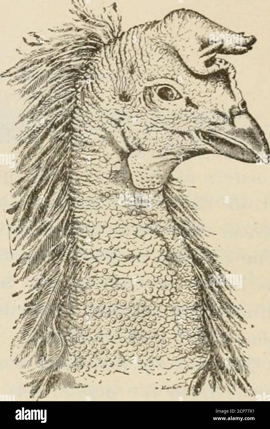 Fungus comb hi-res stock photography and images - Alamy