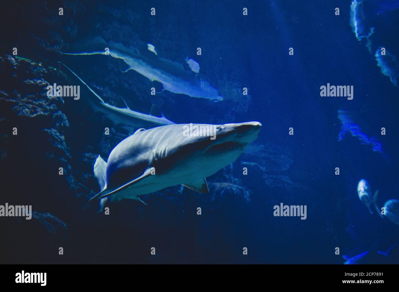 Saltwater Tank Sharks