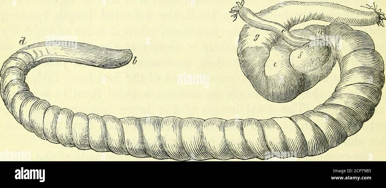 . On the anatomy of vertebrates [electronic resource] . l form of large ...