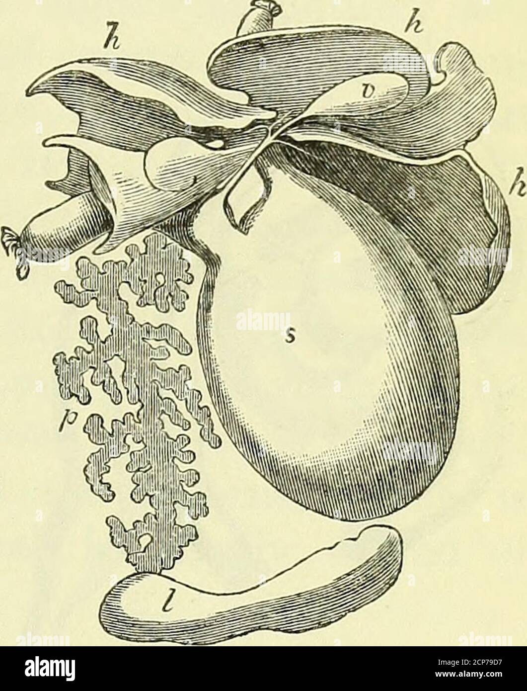 . On the anatomy of vertebrates [electronic resource] . rews the shape ...