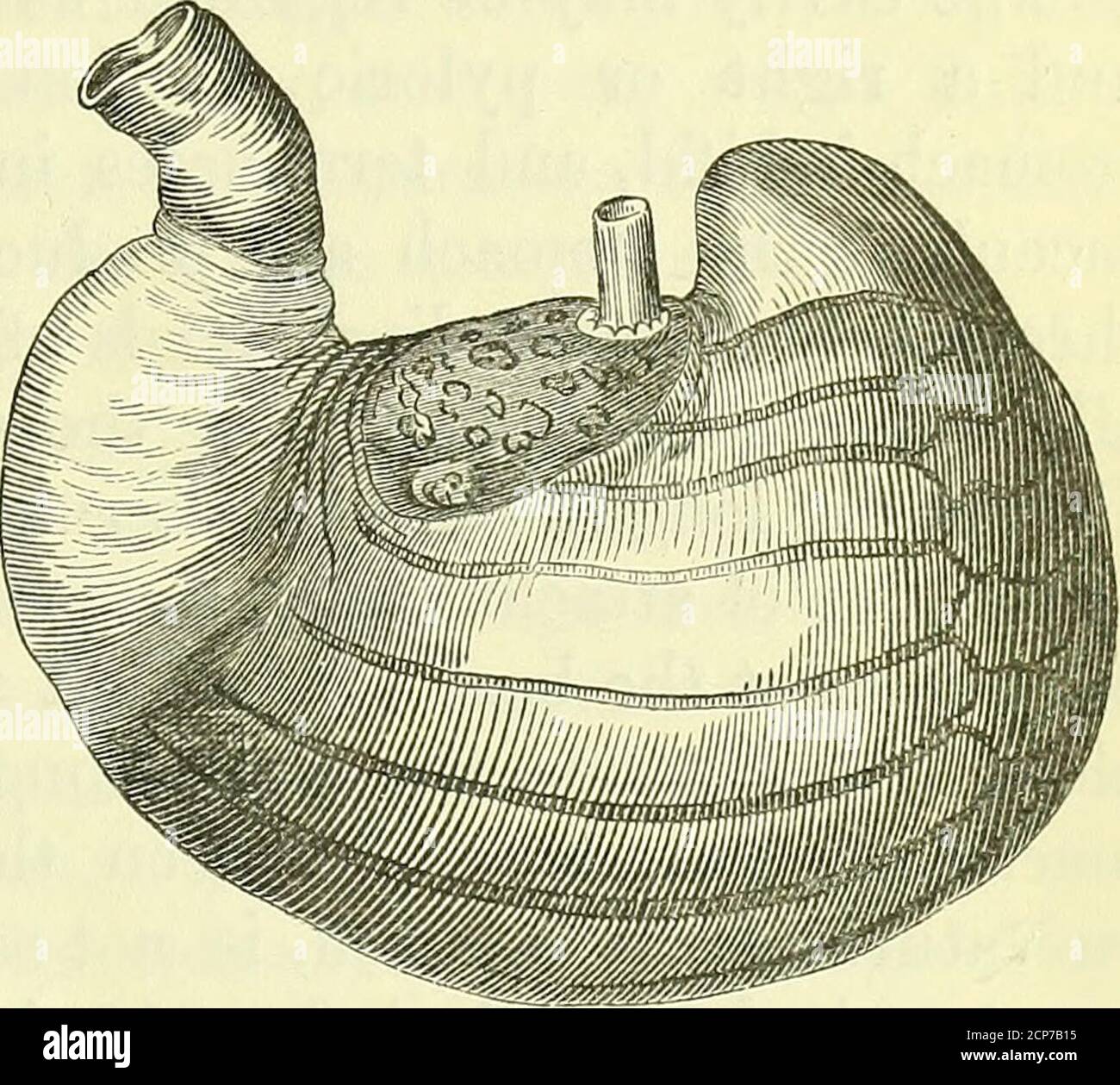. On the anatomy of vertebrates [electronic resource] . Alimentary ...