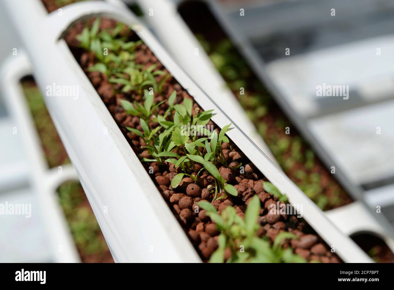 Cilantro seedlings hi-res stock photography and images - Alamy