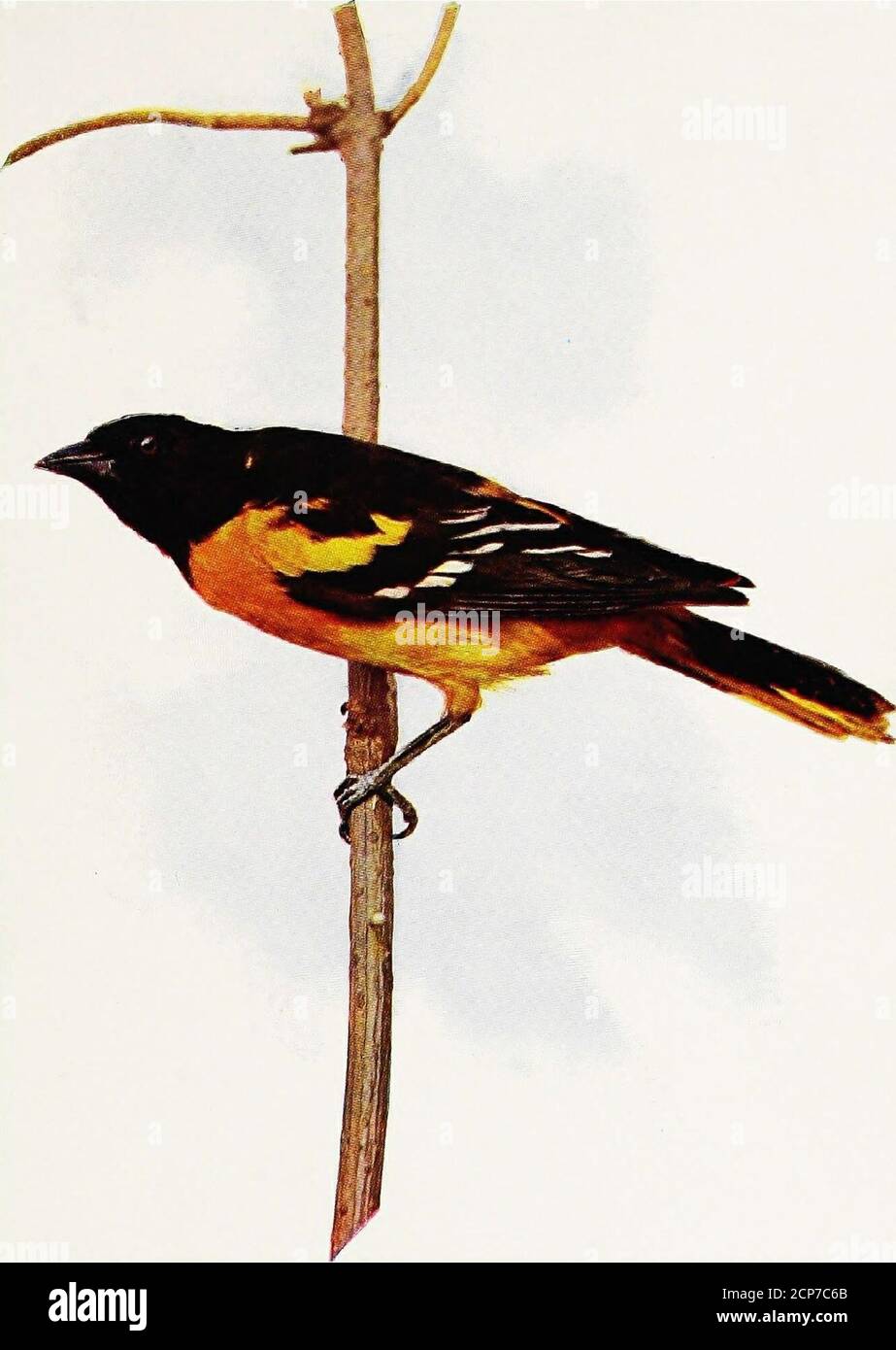 Hairless bird hi-res stock photography and images - Alamy