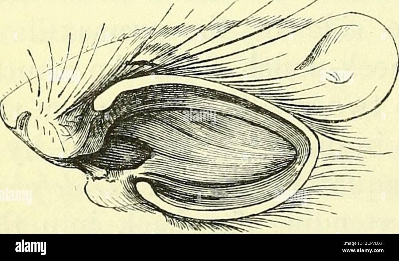 . On the anatomy of vertebrates [electronic resource] . 300. Cheek ...