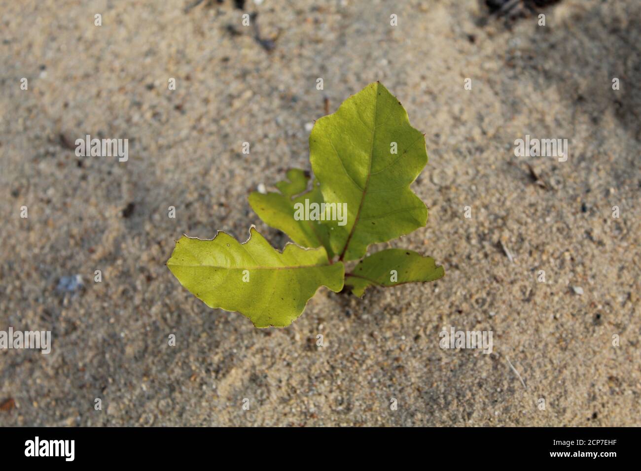 Oak seedling hi-res stock photography and images - Alamy