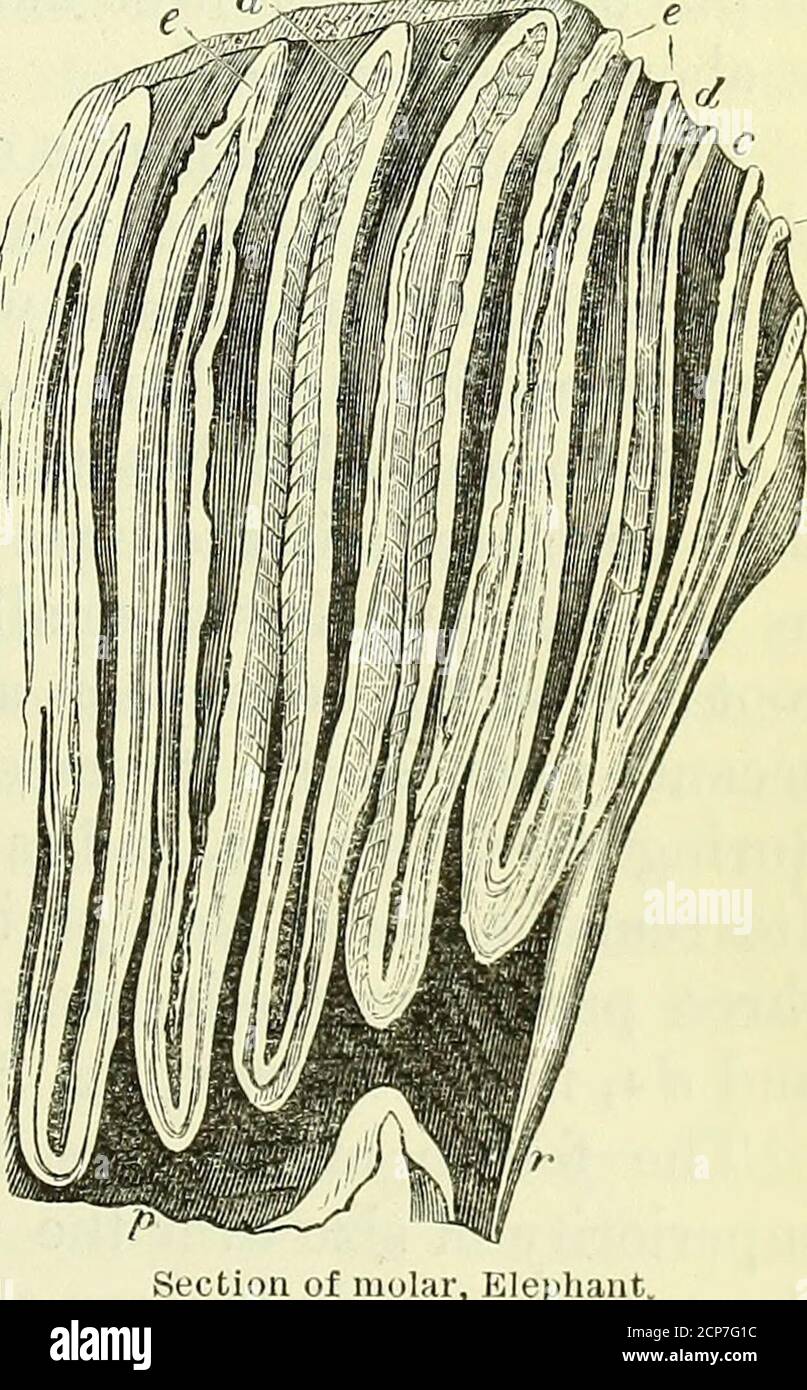 Elephant feet anatomy hi-res stock photography and images - Alamy