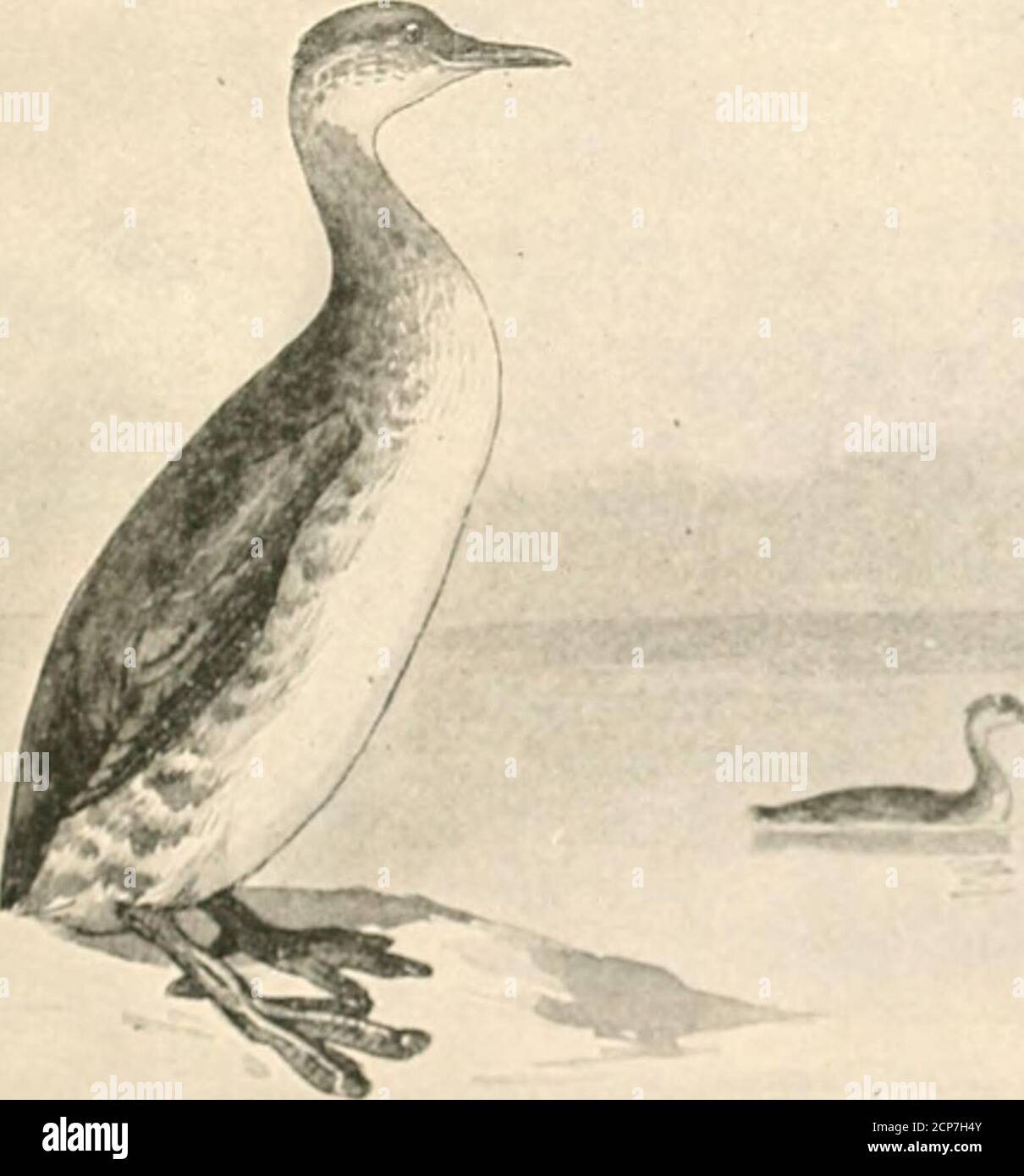 . The birds of eastern North America known to occur east of the ...