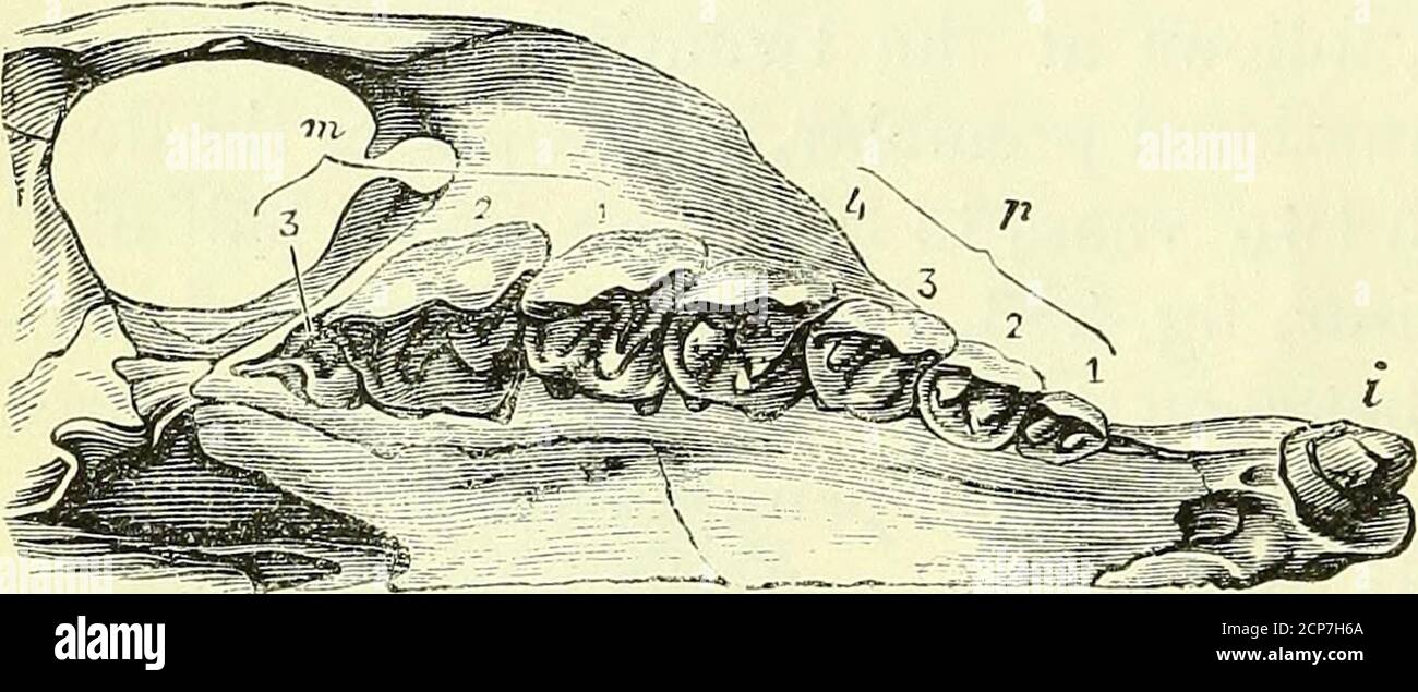 . On the anatomy of vertebrates [electronic resource] . 286. Dentition ...