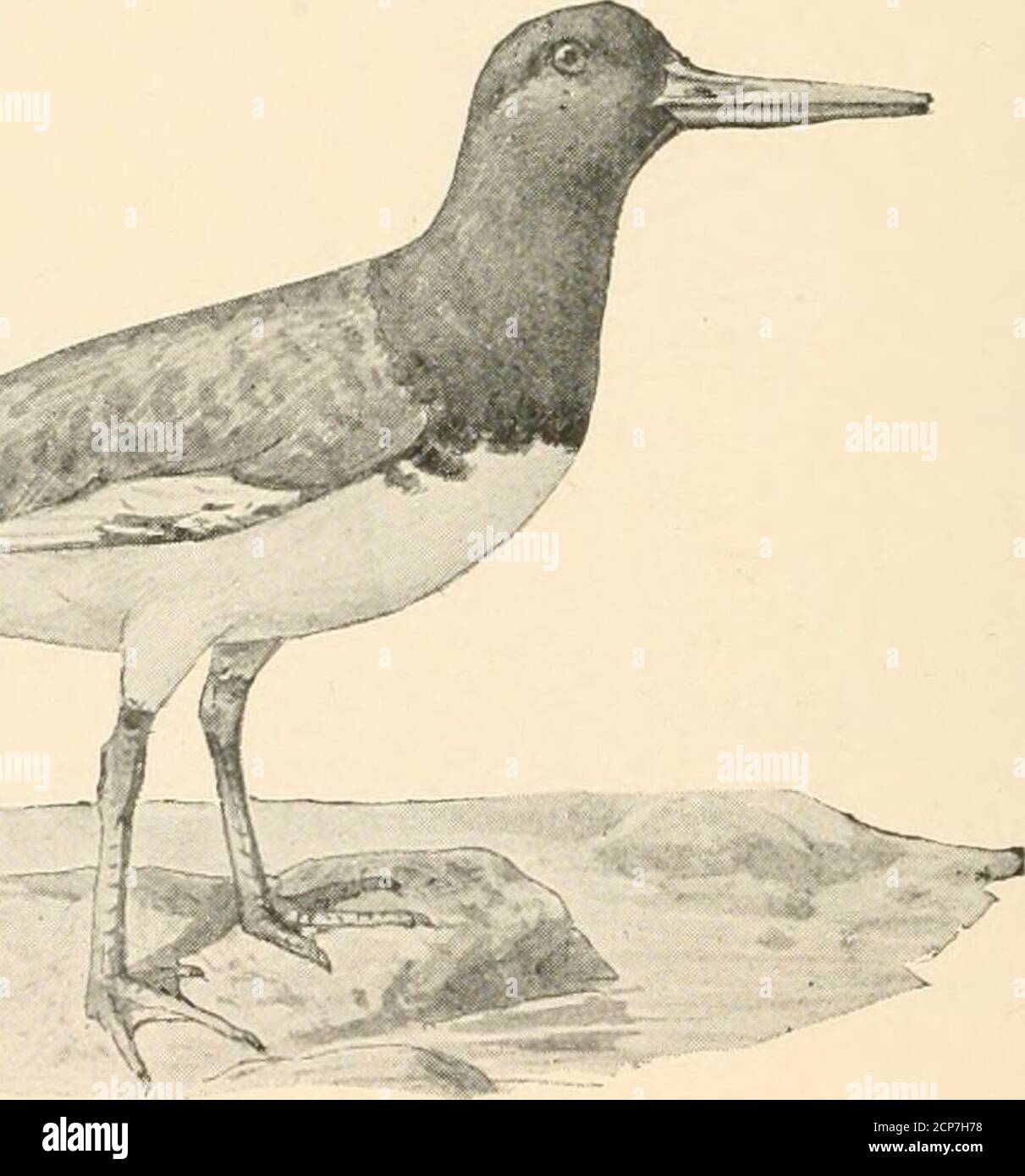 Long webbed back toes hi-res stock photography and images - Alamy