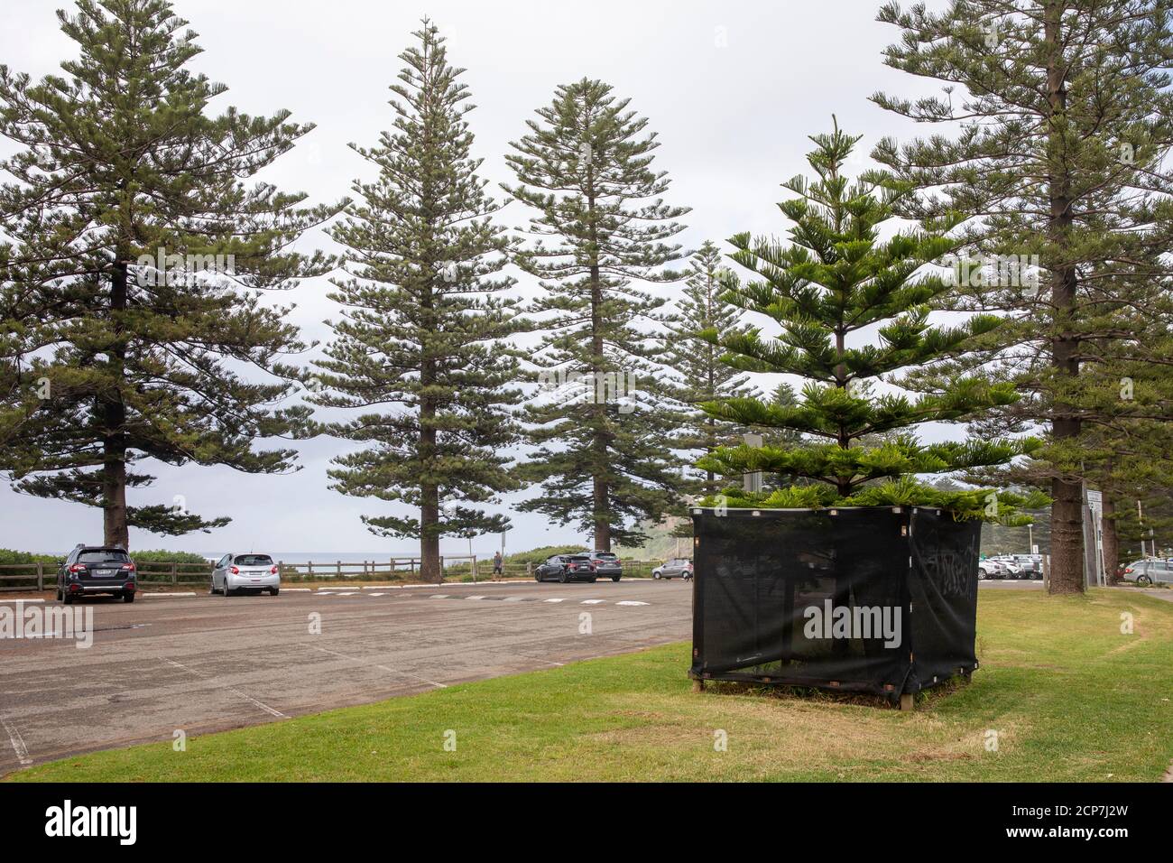Norfolk Island Pine trees Araucaria heterophylla growing at Newport ...