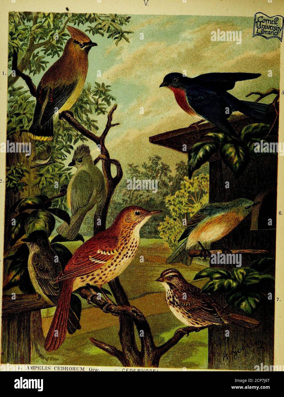 . Our native birds of song and beauty, being a complete history of all ...