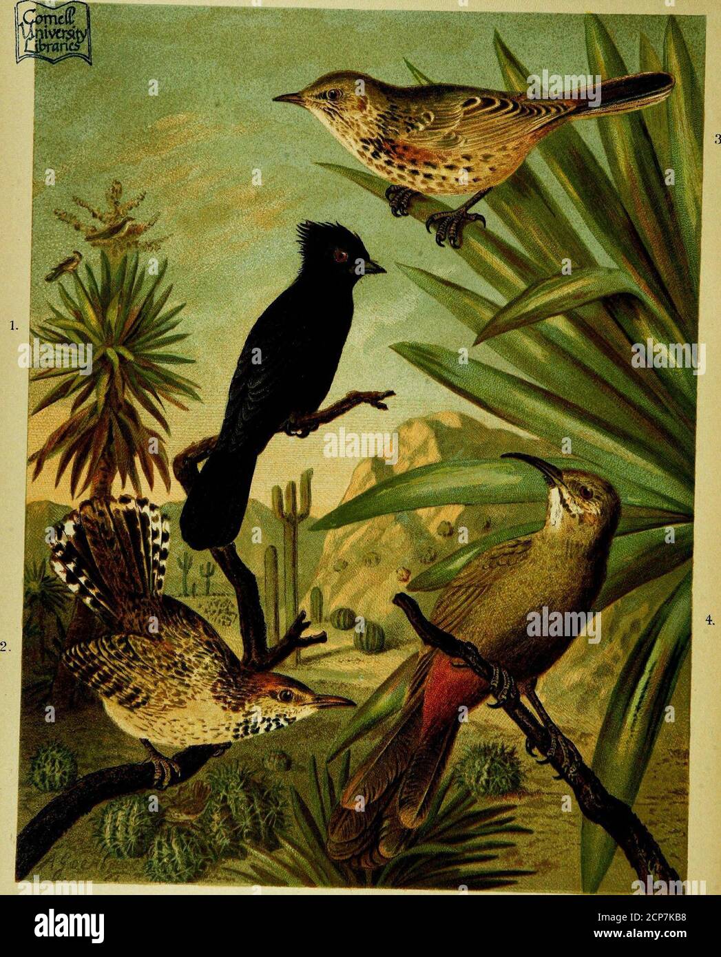 . Our native birds of song and beauty, being a complete history of all ...