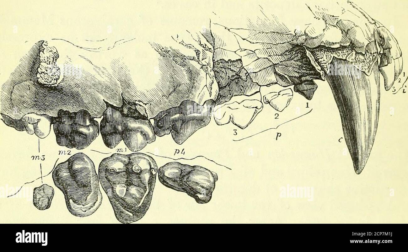 Amphicyon hi-res stock photography and images - Alamy