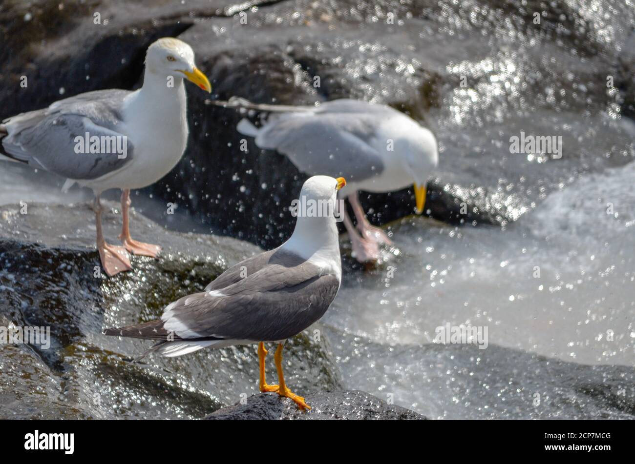 Iceland gull on a hi-res stock photography and images - Alamy