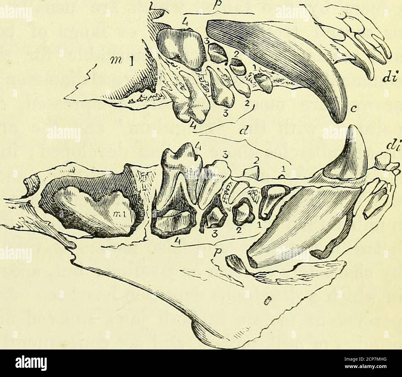 . On the anatomy of vertebrates [electronic resource] . supported by ...