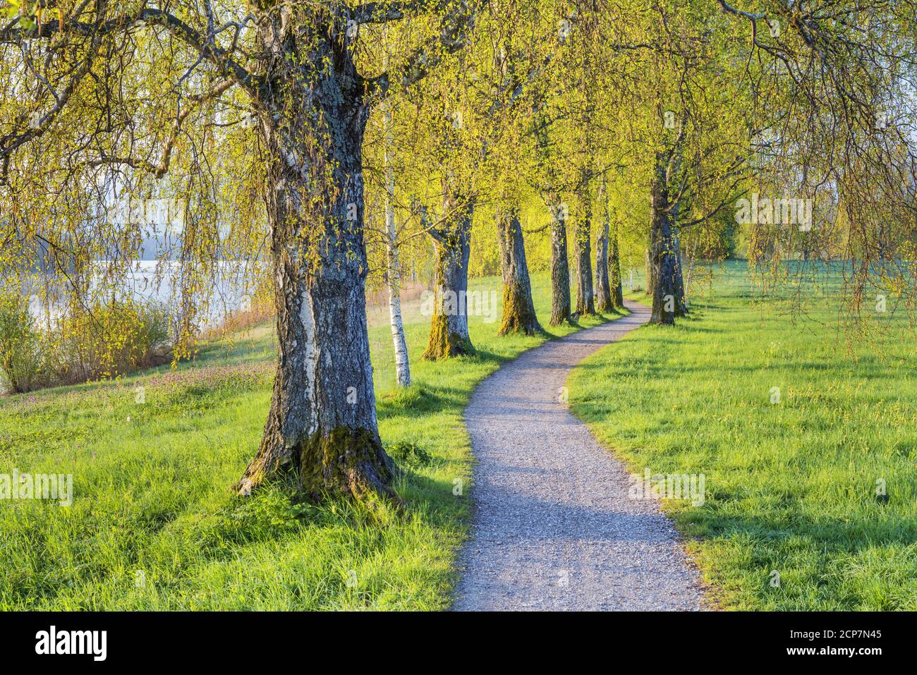 Birkenallee in Uffing am Staffelsee, Upper Bavaria, Bavaria, Southern ...
