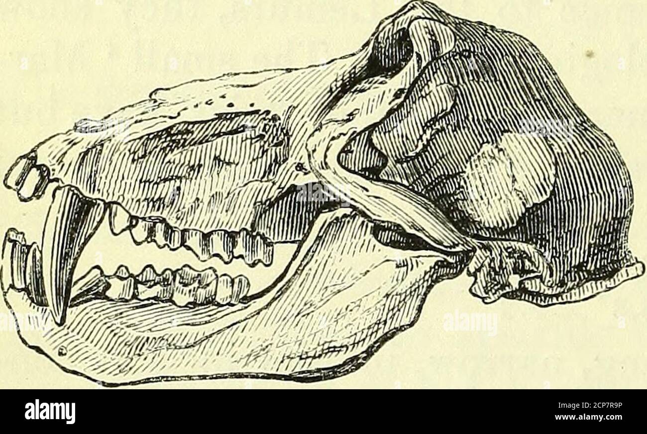 Germs of the permanent teeth hi-res stock photography and images - Alamy