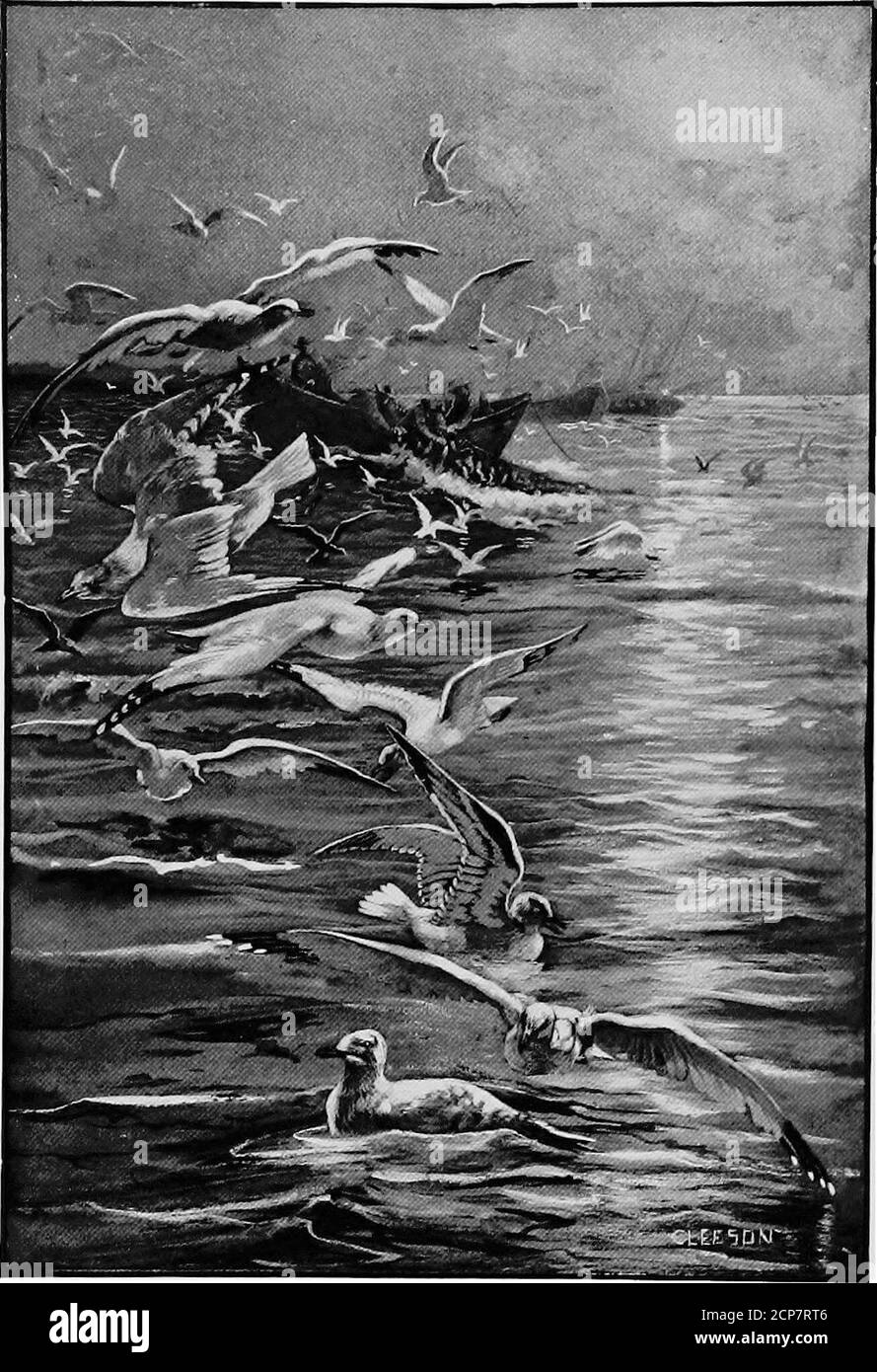 Incoming birds Black and White Stock Photos & Images - Alamy