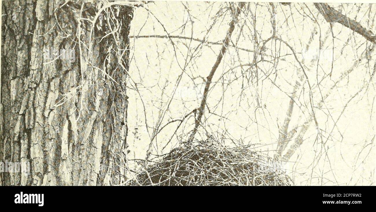 . Bird lore . YOUNG MAGPIE Stock Photo - Alamy