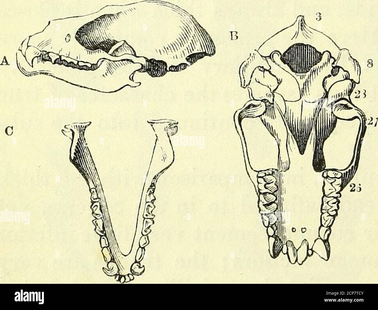 Bats anatomy hi-res stock photography and images - Alamy