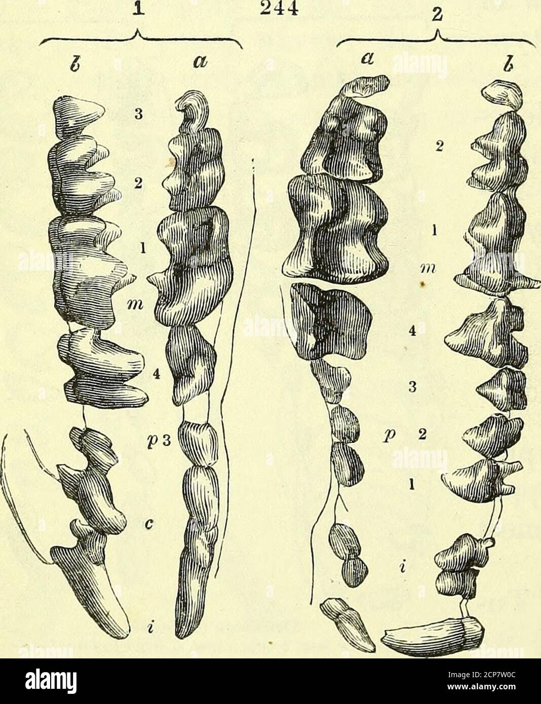Hedgehog anatomy hi-res stock photography and images - Alamy