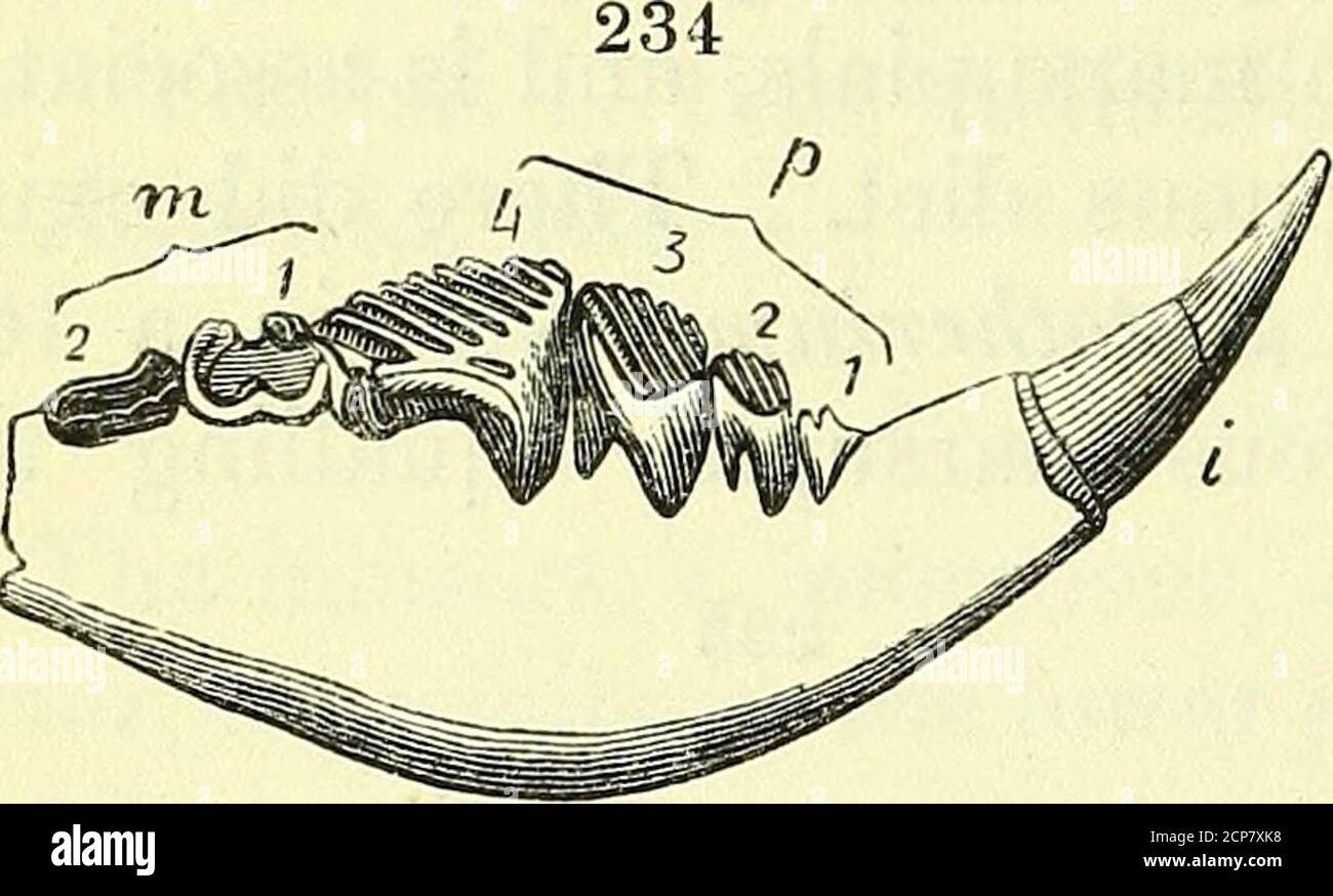 diprotodont teeth