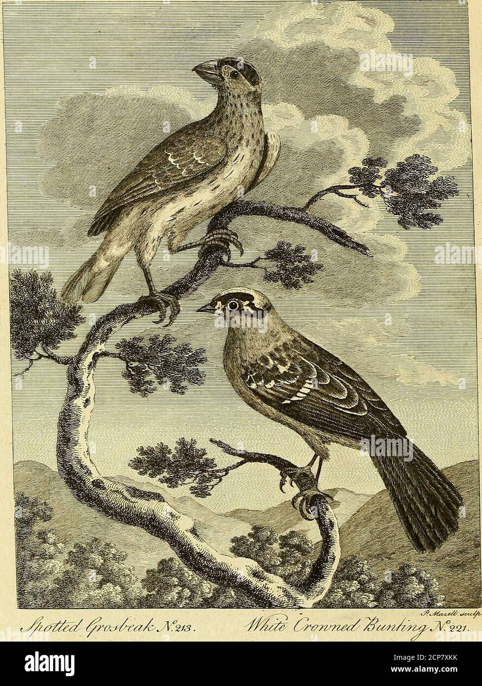 Conic bill hi-res stock photography and images - Alamy