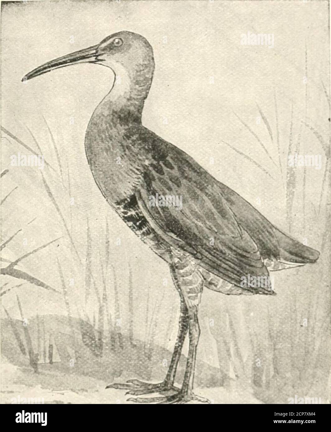 The troll birds hi-res stock photography and images - Alamy