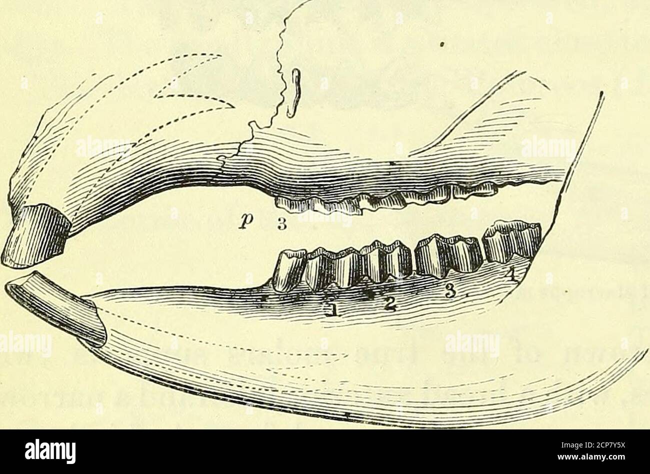 Koala Teeth Structure