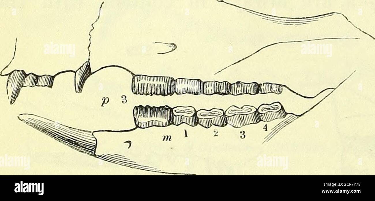 Koala Teeth Structure