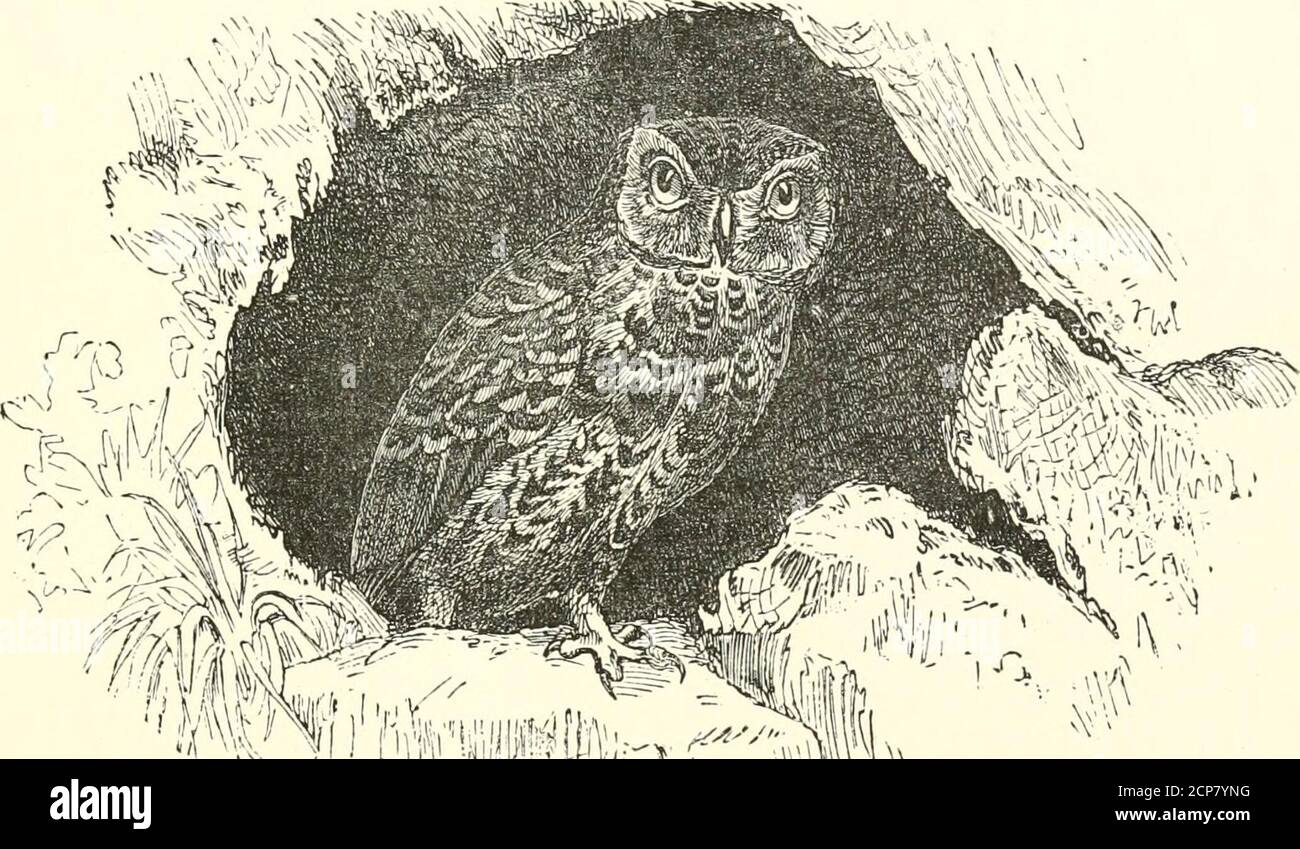 . Stories about birds of land and water . owl.For Minerva, as I dare ...