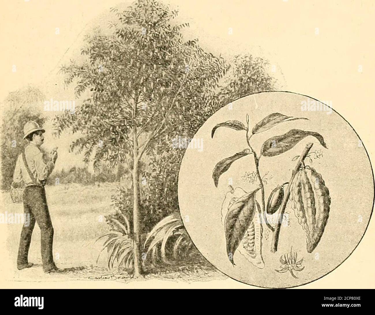 Cacao tree bearing pods hi-res stock photography and images - Alamy