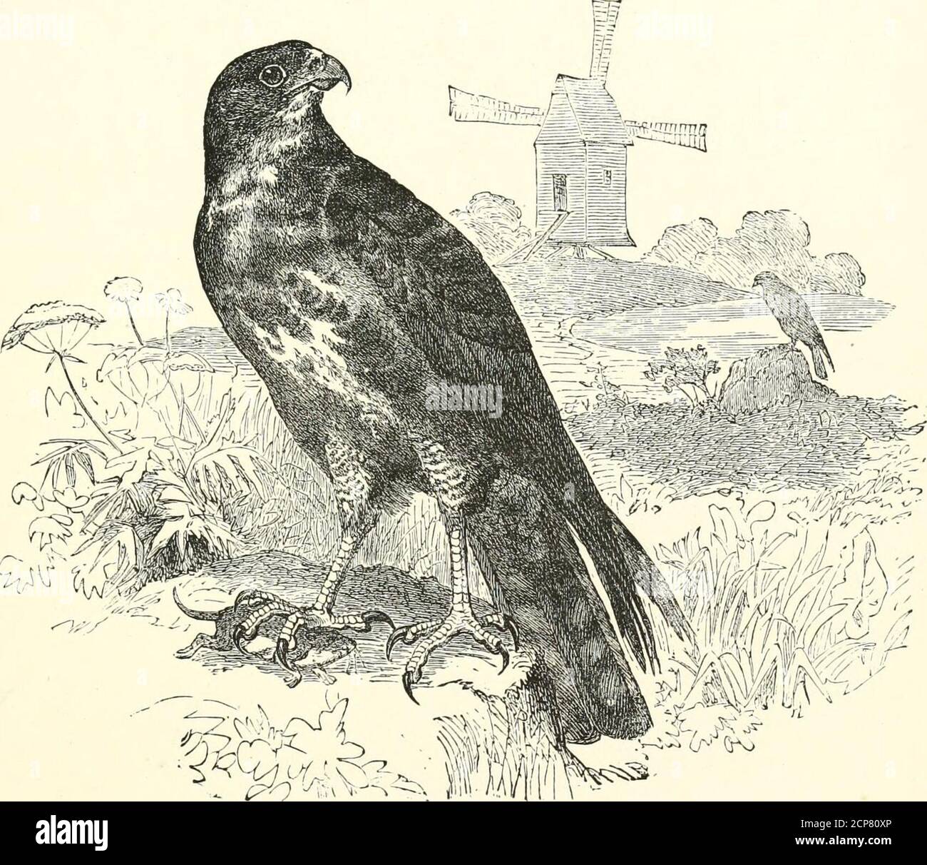 Buzzard below nest hi-res stock photography and images - Alamy