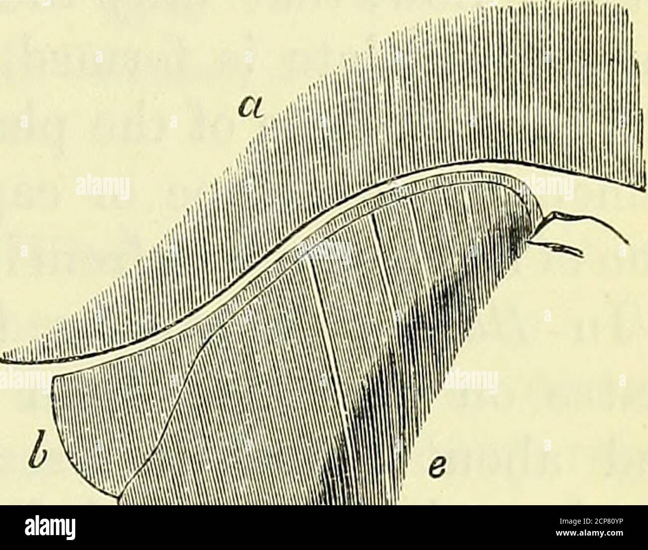 . On the anatomy of vertebrates [electronic resource] . Baleen-plates ...