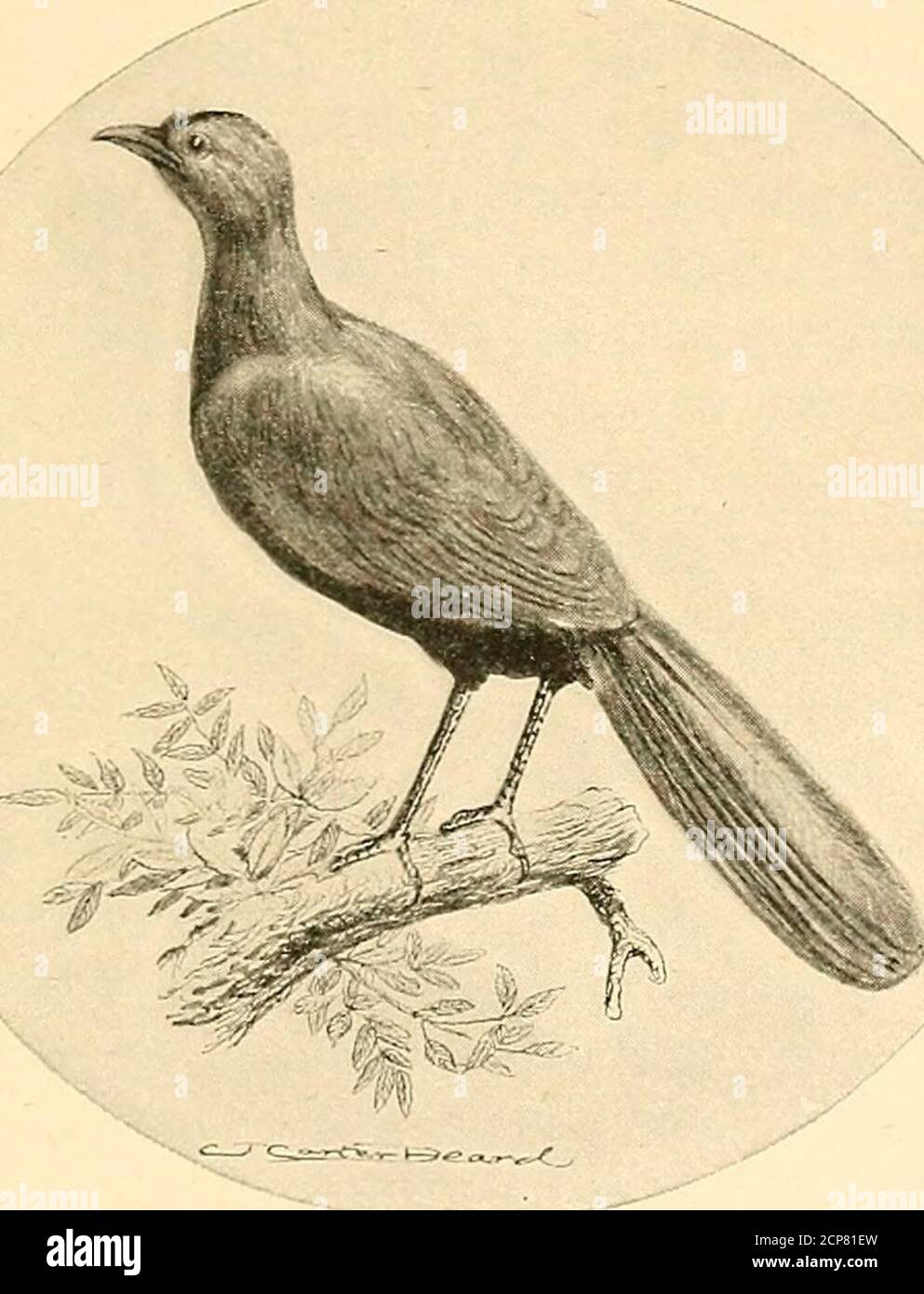 Horn buds hi-res stock photography and images - Alamy