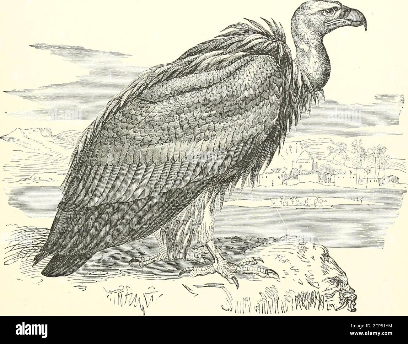 . Stories about birds of land and water . little chance ofgetting any ...