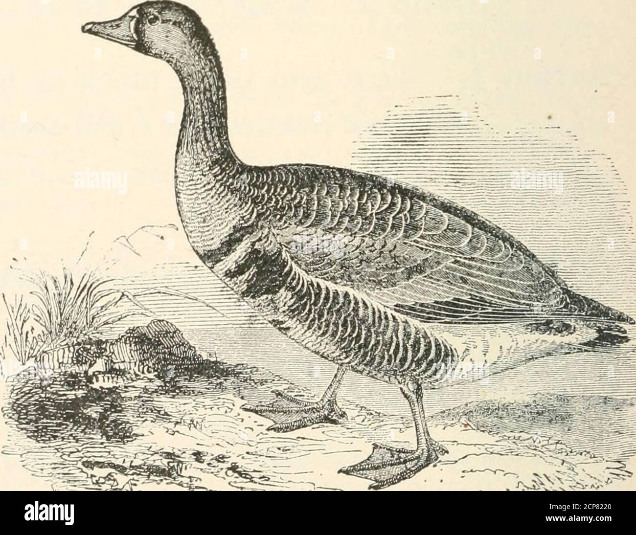 Lesser white fronted goose head plumage hi-res stock photography and ...