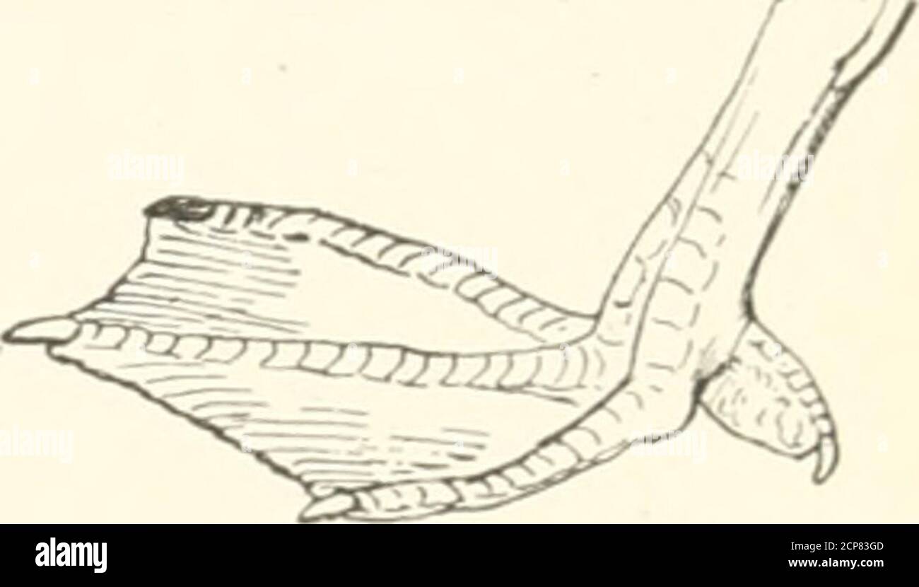 Belly flap hi-res stock photography and images - Alamy