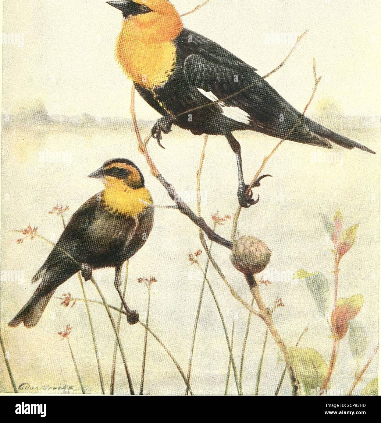 . Bird lore . YELLOW-HEADED BLACKBIRD Order—Passeres Family—Icterid/e ...