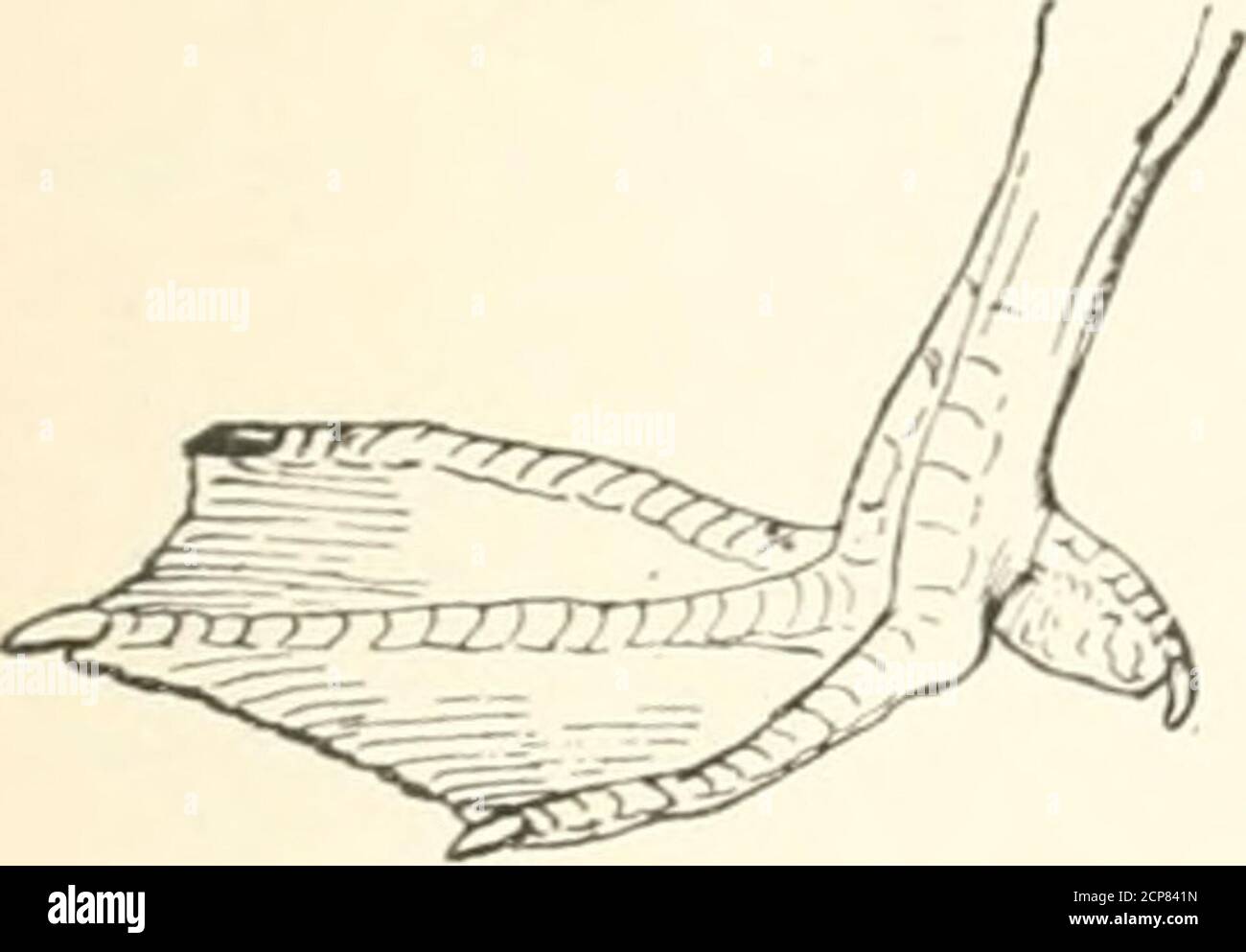 . The birds of eastern North America known to occur east of the ...