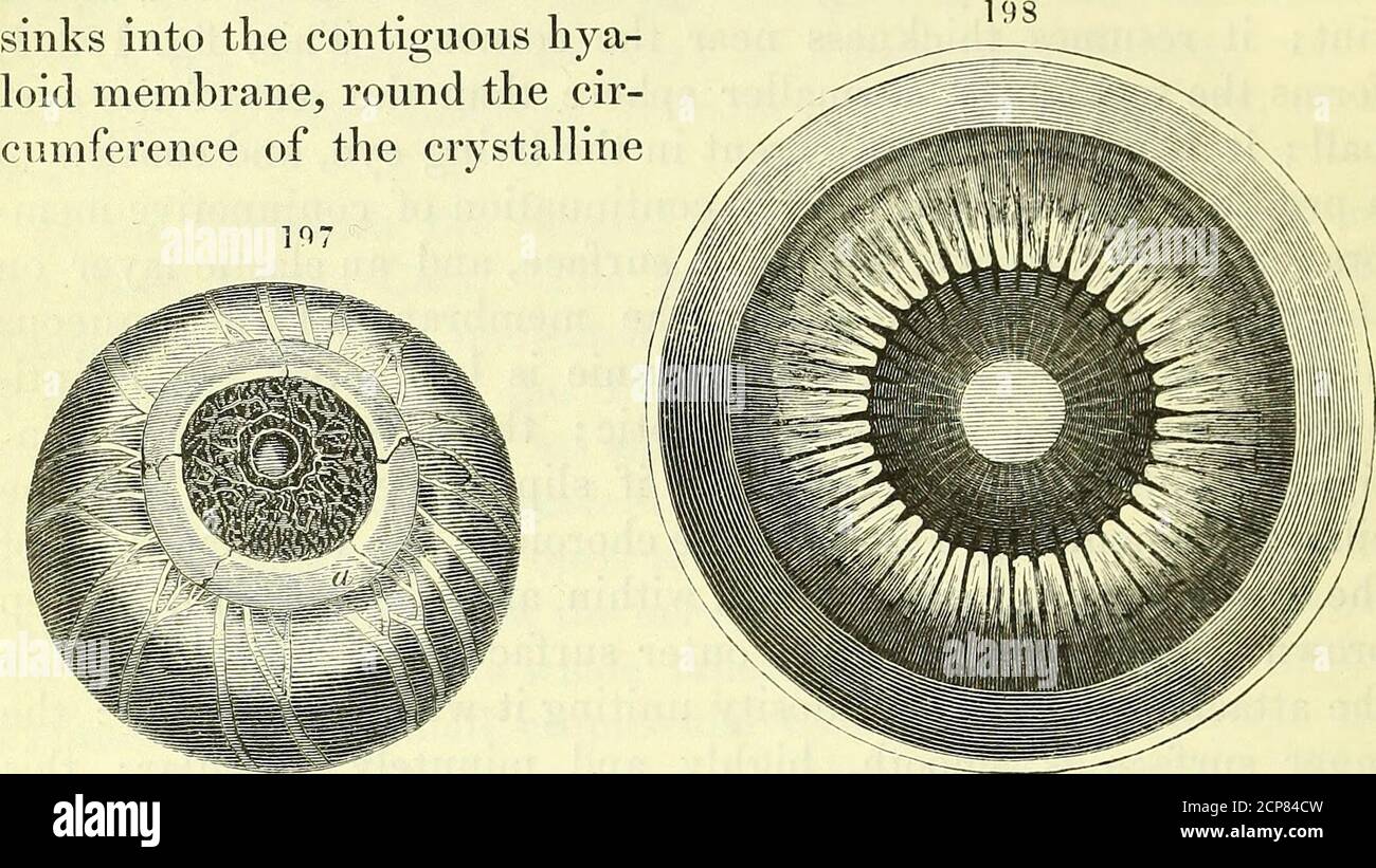 . On the anatomy of vertebrates [electronic resource] . 254 ANATOMY OF ...