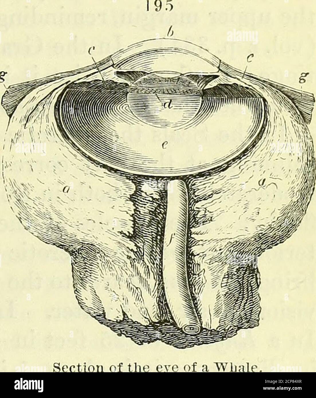 . On the anatomy of vertebrates [electronic resource] . ition of the ...